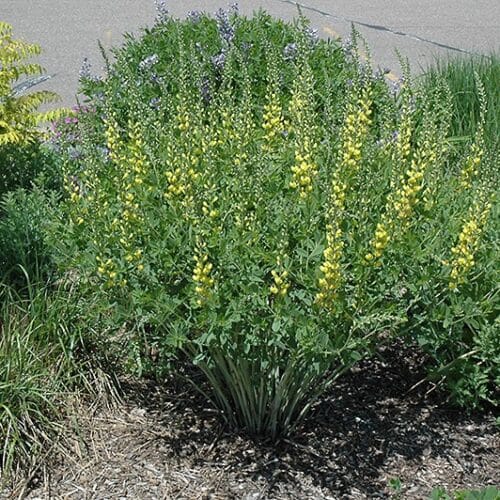 'Solar Flare' False Indigo - Lurvey Landscape Supply