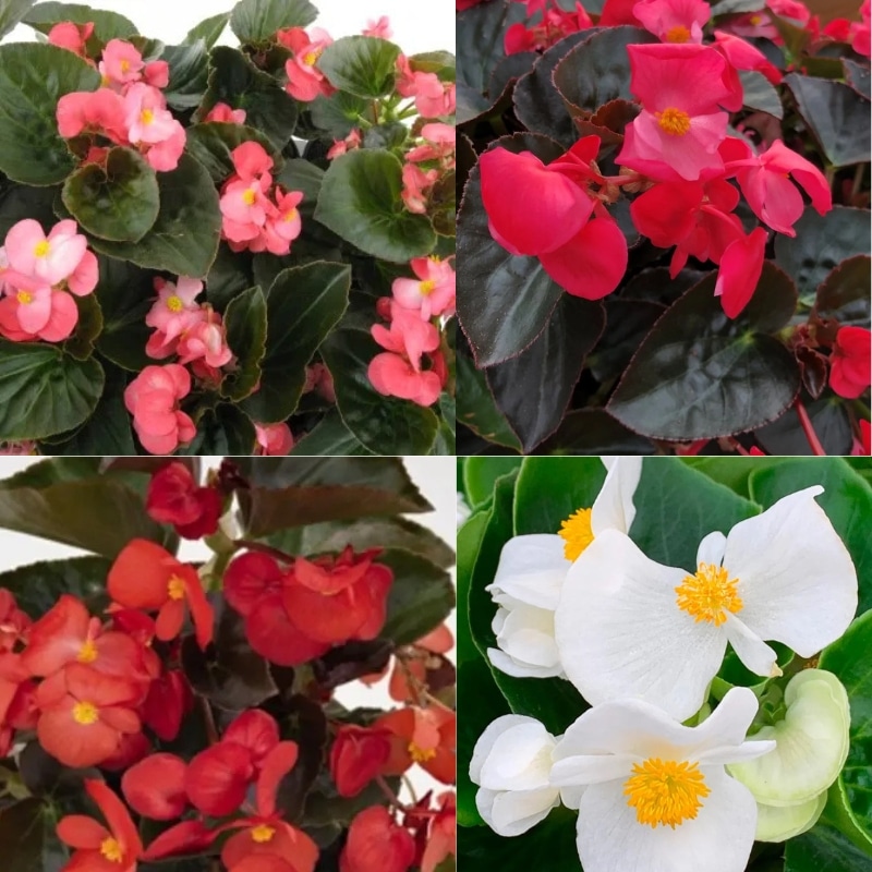 Begonia (Whopper/Megawatt/BIG/Dragon Wing) - 4"pot - Lurvey