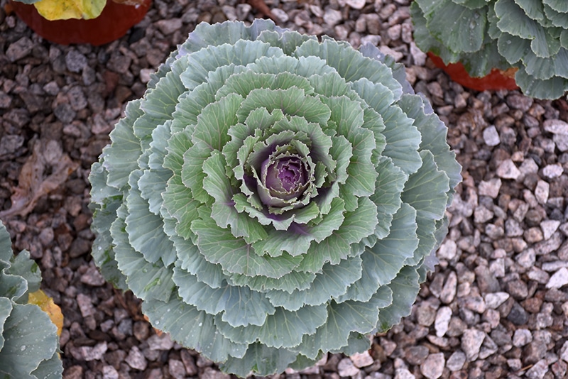 Cabbage/Kale Pink - Lurvey Landscape Supply