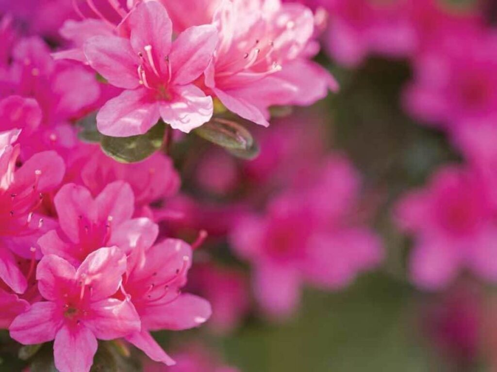 Color for Summer: Spring Blooming Shrubs and Trees to Add to Your ...