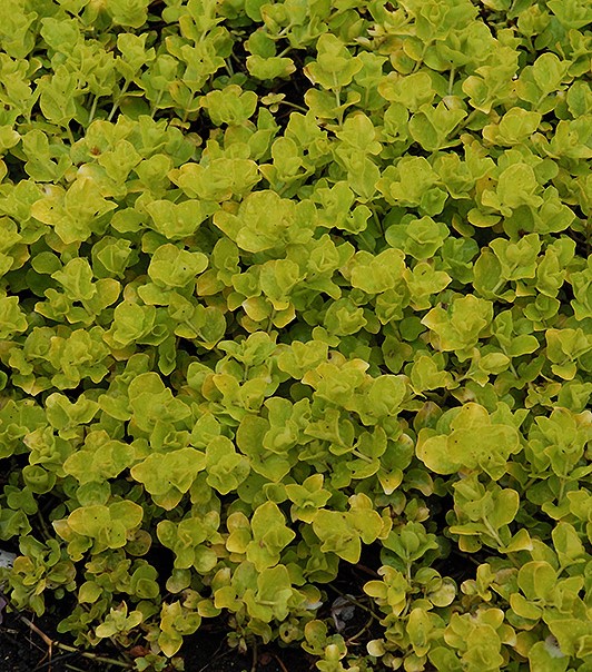 Lysimachia 4in - Lurvey