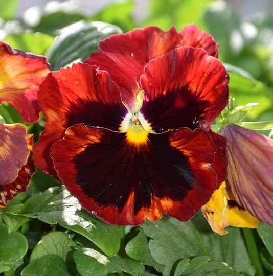 Pansy 4in - Lurvey Landscape Supply