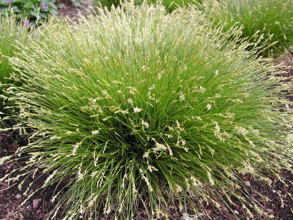 'Brome-Like' Sedge - Lurvey Landscape Supply