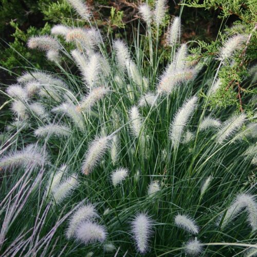 Piglet Dwarf Fountain Grass - Lurvey Landscape Supply
