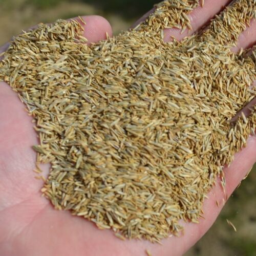 Grass Seed 4_way Perennial Rye 50 lb - Lurvey Landscape Supply