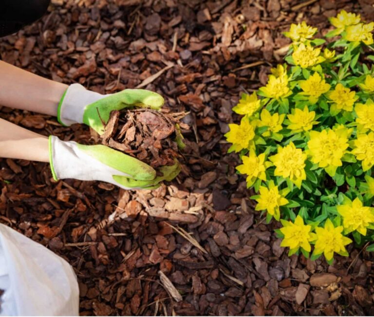 Give Your Plants a Helping Hand: Mulch to Ensure a Happy Landscape ...