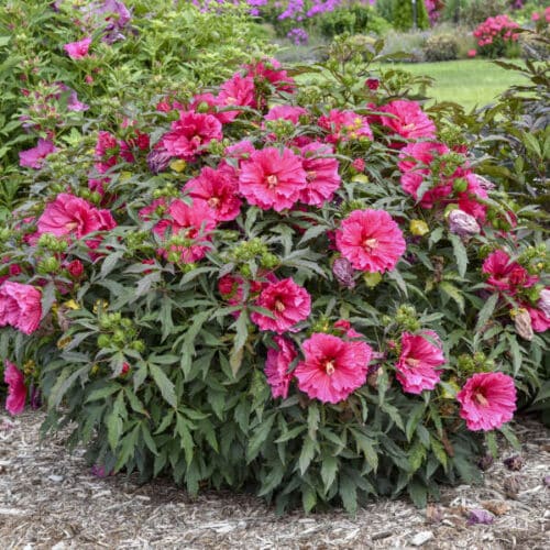 'Watermelon Ruffles' Hibiscus - Lurvey Landscape Supply