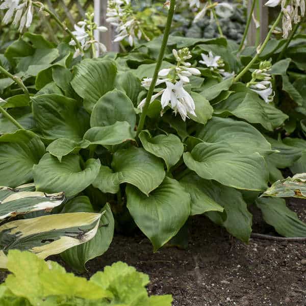 'Royal Crest' Hosta - Lurvey Landscape Supply