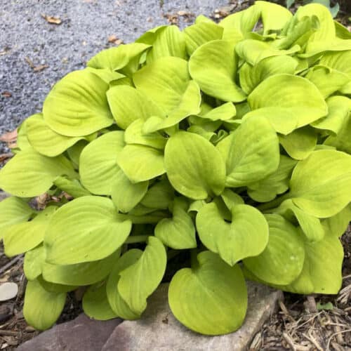 'Sun Mouse' Hosta - Lurvey Landscape Supply