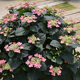 Hydrangea, 'Tuff Stuff Red' - Lurvey Landscape Supply