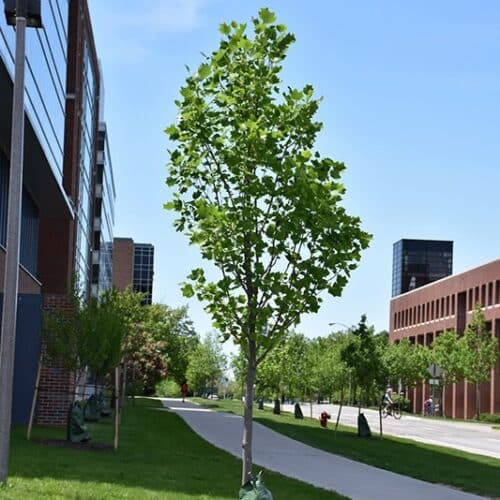 Tulip Tree, 'Emerald City' - Lurvey Landscape Supply