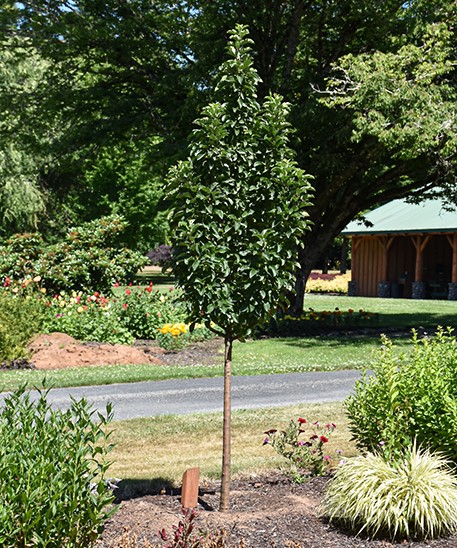 Crab, 'Ivory Spear' - Lurvey Landscape Supply