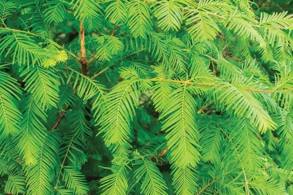 Leaves and Trees: Our Favorite Varieties of Deciduous Conifers - Lurvey ...