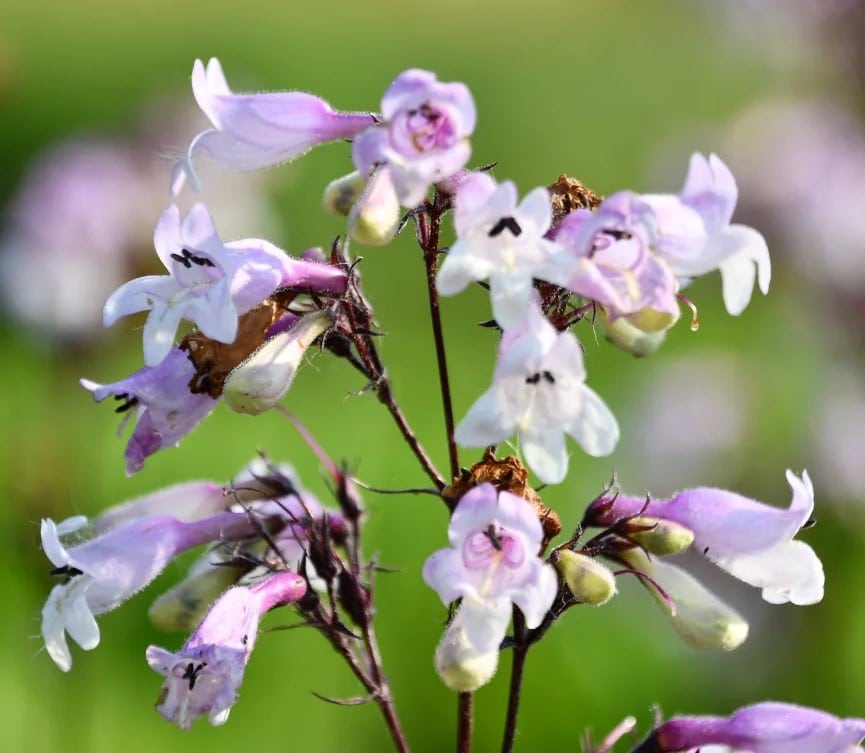 'Pinot Noir' Penstemon - Lurvey