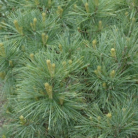 Pine, White 'Blue Shag' - Lurvey Landscape Supply