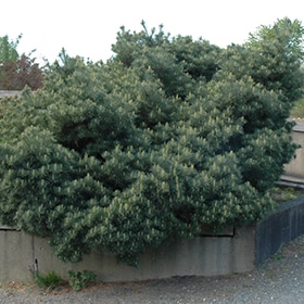 Pine, White 'Blue Shag' - Lurvey Landscape Supply