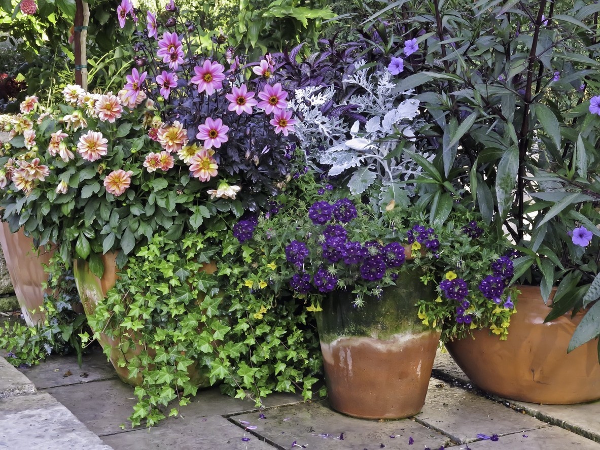 Proven Winners: How-To Create The Perfect Container Garden - Lurvey ...