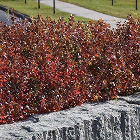 Sumac, 'Gro-Low' - Lurvey Landscape Supply