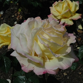 Rose, Hybrid Tea 'Peace' - Lurvey Landscape Supply