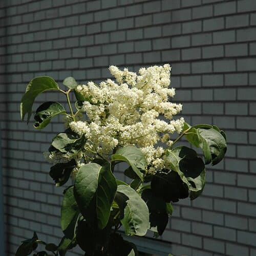 Lilac, Japanese Tree 'Snowcap' - Lurvey Landscape Supply