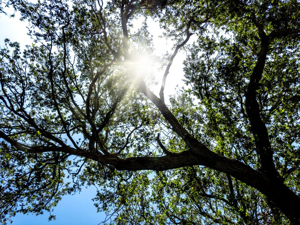 Benefits of Shade & The Role of Shade Trees - Lurvey Landscape Supply