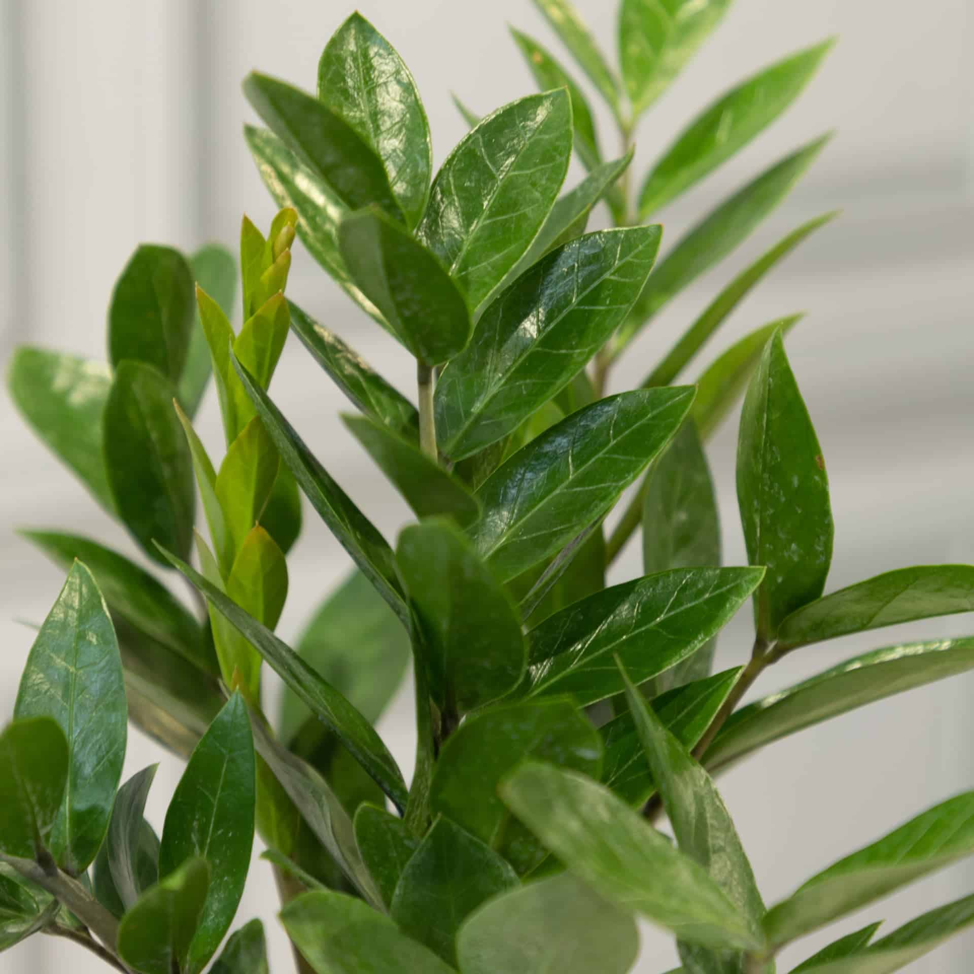 ZZ Plant - Lurvey Landscape Supply