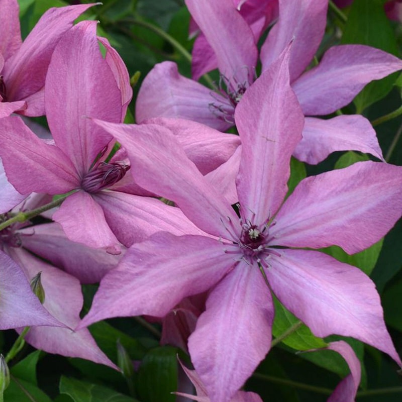 'Giselle' Clematis - Lurvey Landscape Supply